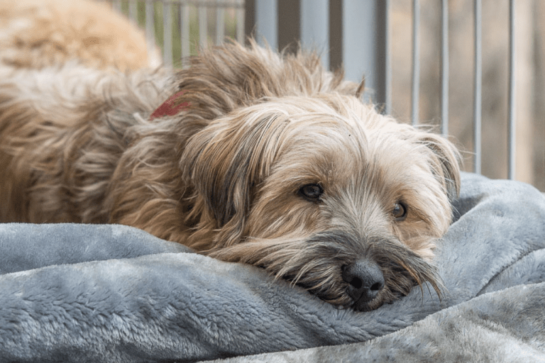 Las Mejores Perreras Cercanas a Barcelona | Centre Veterinari La Salut ...